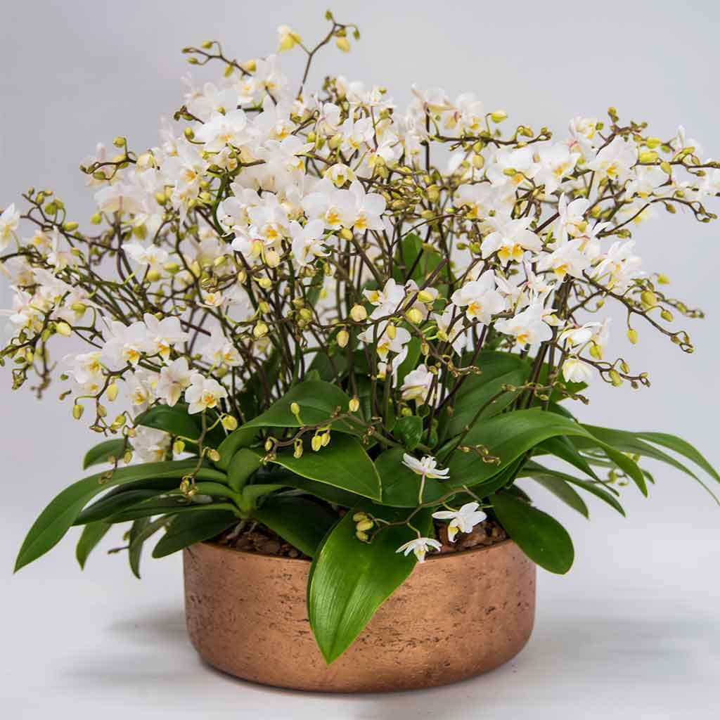 Miniature Orchids | Pulbrook & Gould Flowers London