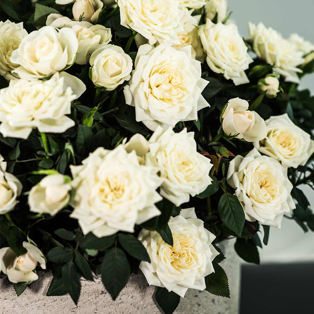 Exquisite Miniature Roses in Ceramic Pot - Nature's Beauty at Home ...